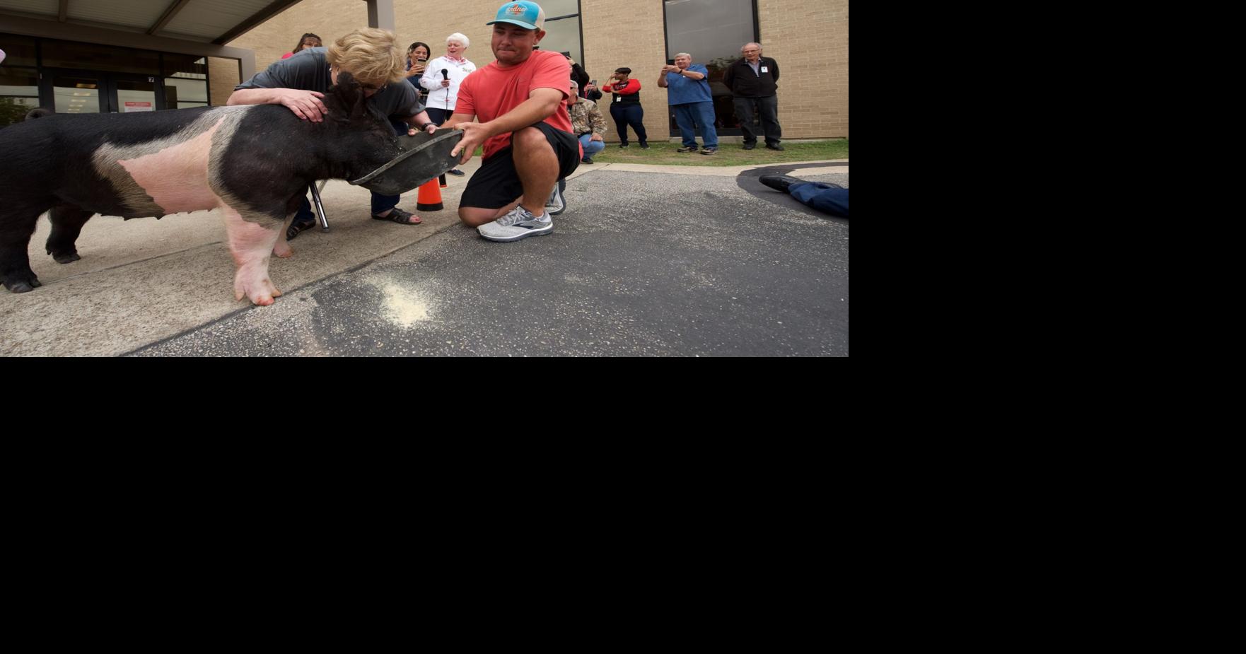 Harker Heights principal kisses a pig | Education | kdhnews.com