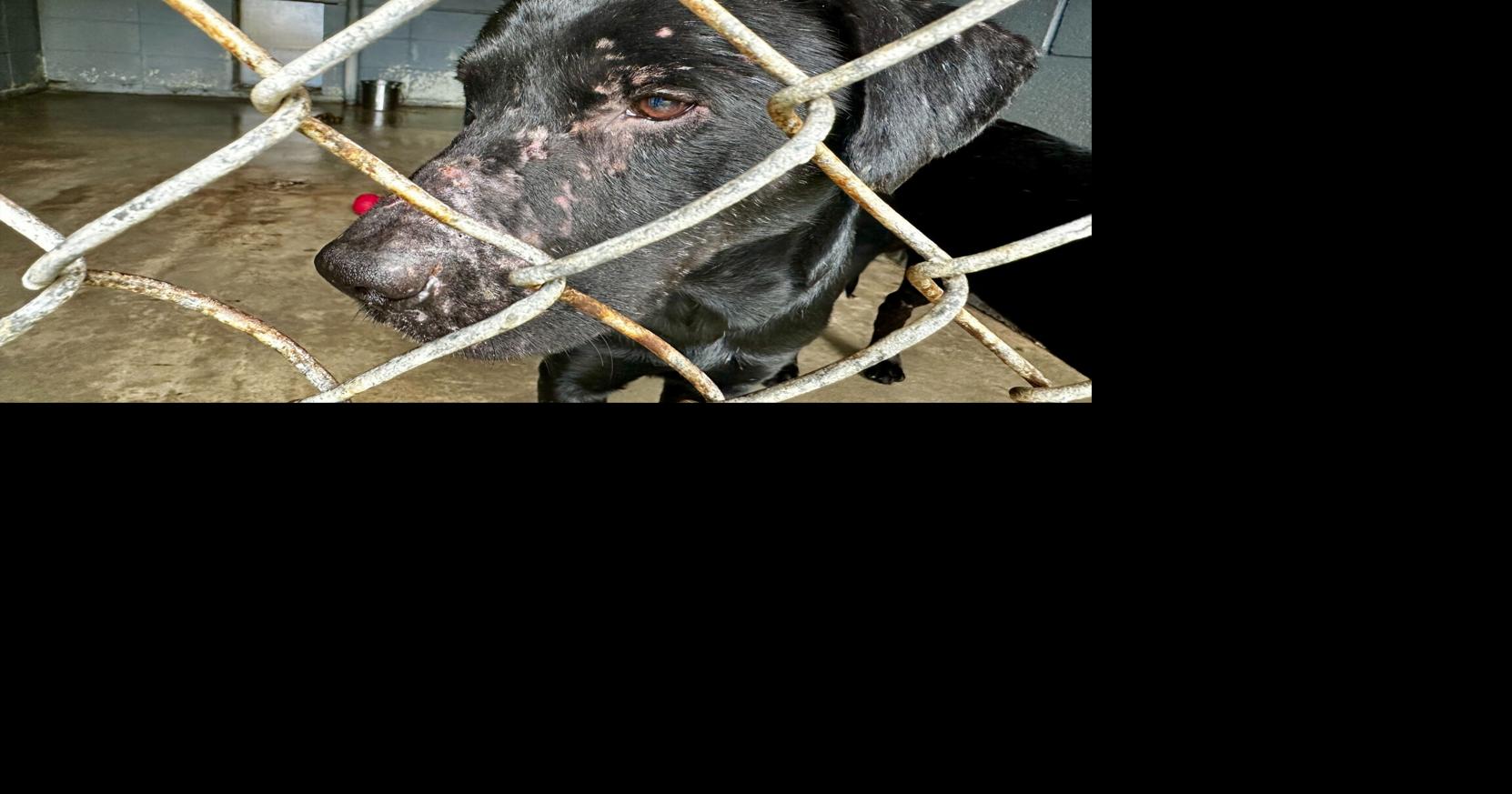 Animal advocates prepare to weather winter storm with 80 rescued dogs ...