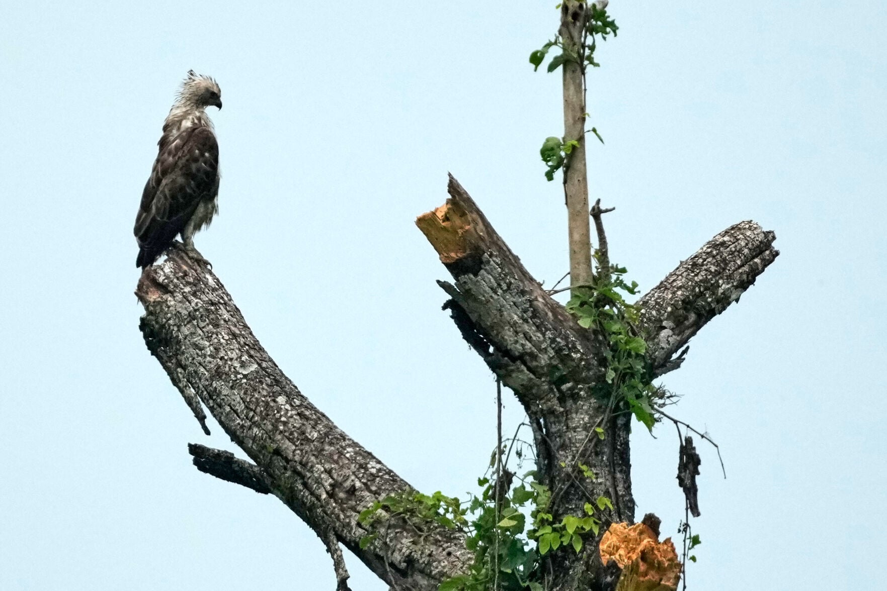 India Wildlife | News | kdhnews.com