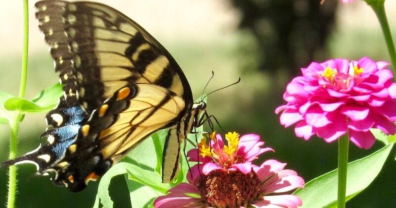 Author visits Heights, talks of trek with butterflies | Community ...