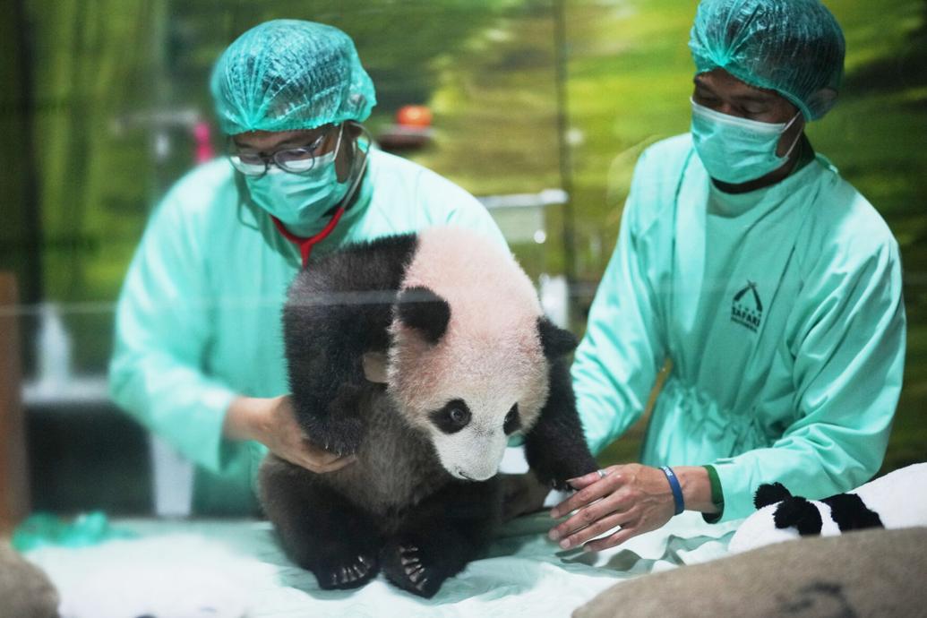 Indonesia Giant Panda | News | kdhnews.com