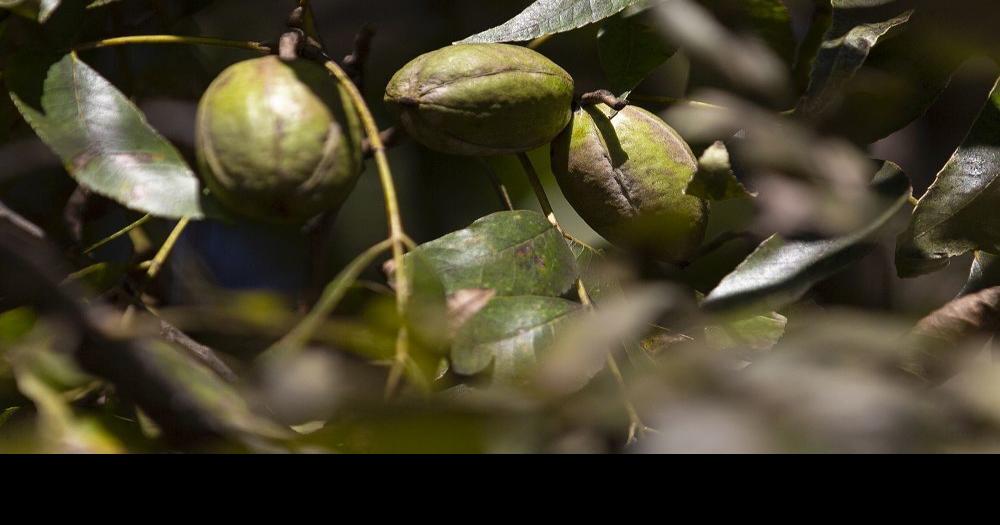 Pecan Field Day planned Tuesday in Georgetown | Region | kdhnews.com