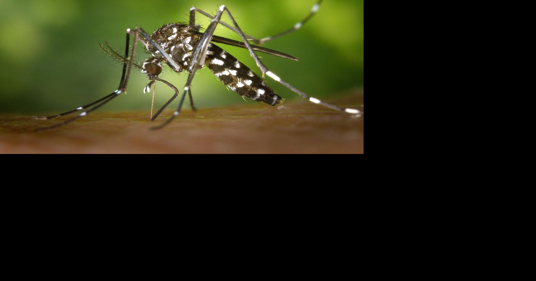Fight the bite: ‘Skeeter’ season on its way after 14.5 inches of rain ...