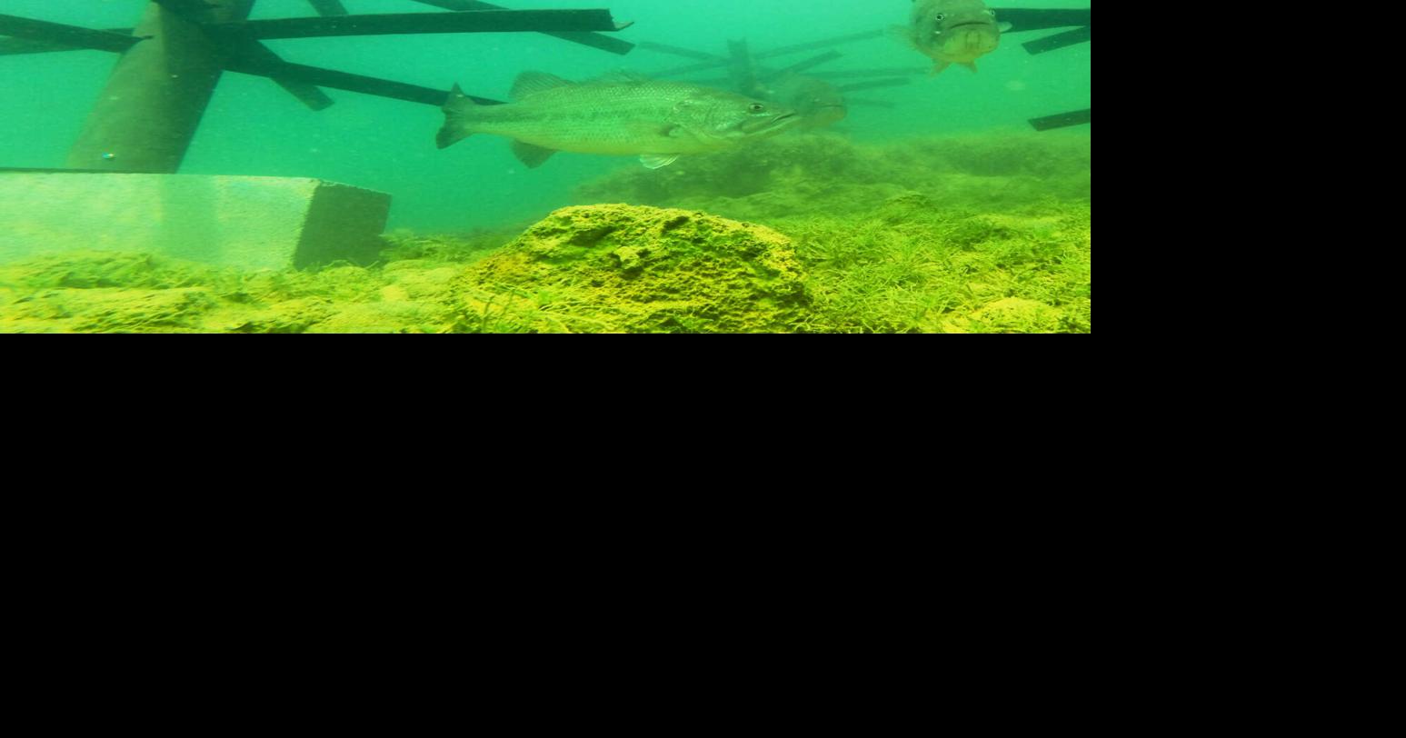 BOB MAINDELLE: Belton Lake to receive additional man-made fish habitat ...