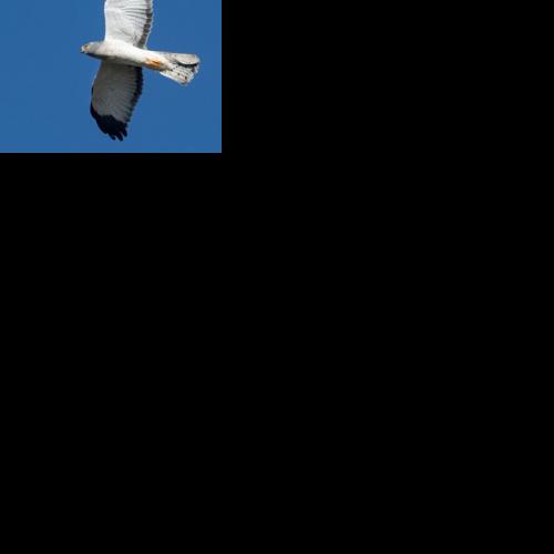 8 bald eagles, rare lark bunting, among Bell County bird count finds ...