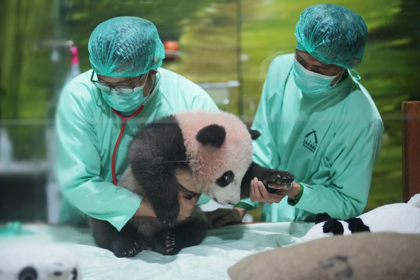 Indonesia Giant Panda | News | kdhnews.com
