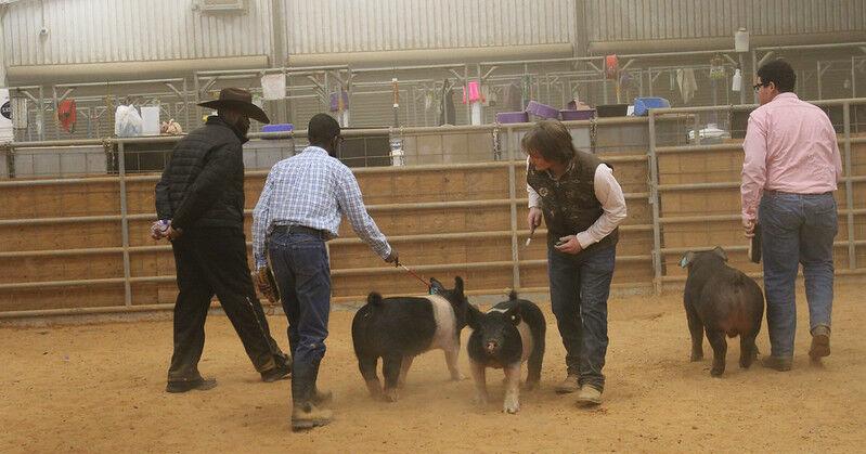 KISD launches first-ever Pig Palooza | Education | kdhnews.com