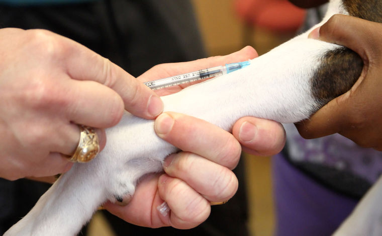 Veterinarians offer low-cost shots | Community | kdhnews.com