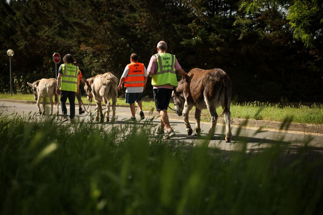 France Donkey Therapy | Living | kdhnews.com