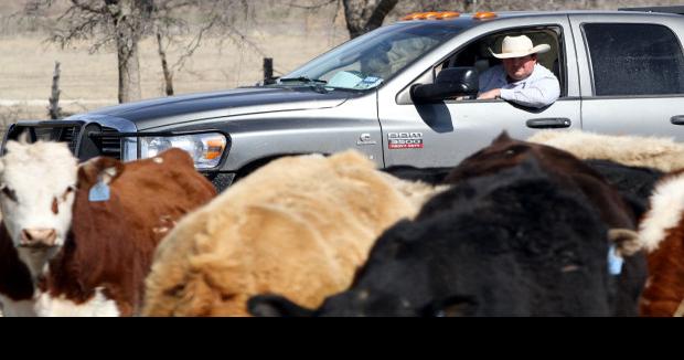 Local ranchers find challenges, rewards in ranching business | News ...