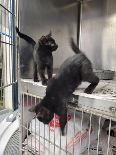 Show some love: Temple Animal Shelter offers discount on pet adoptions ...