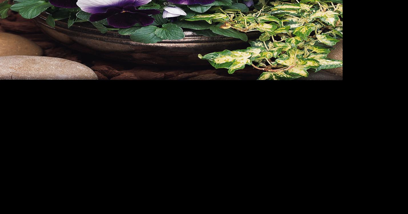 Panola Panache: Plant pansies with flamboyance | At Home | kdhnews.com