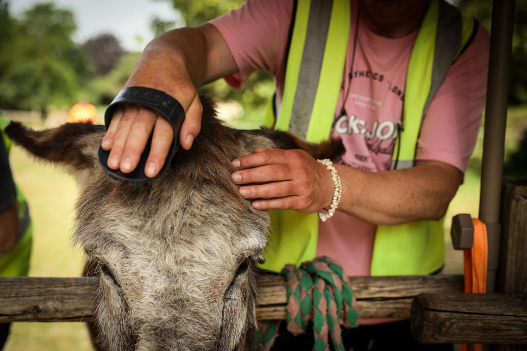 France Donkey Therapy | Living | kdhnews.com
