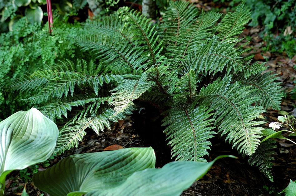 Tassel fern brings out the best in other plants | At Home | kdhnews.com