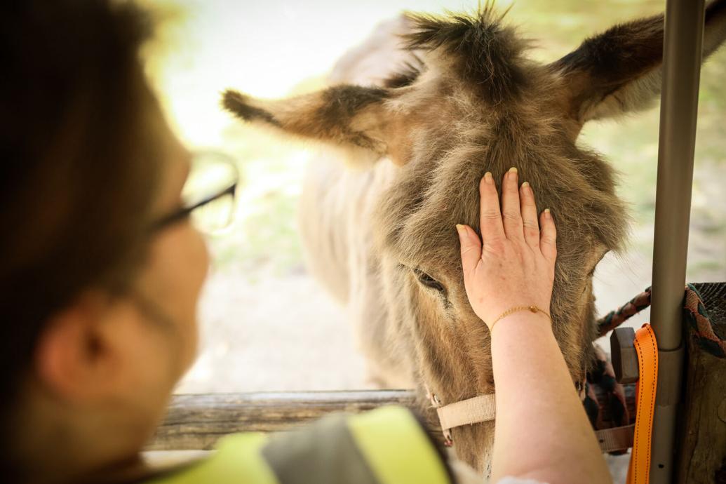 France Donkey Therapy | Living | kdhnews.com