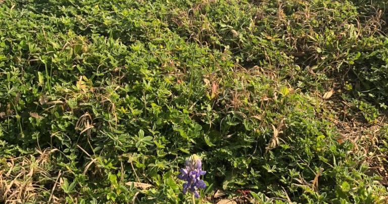 Flower power: Lone bluebonnet sprouts in field at A&M-Central Texas in ...