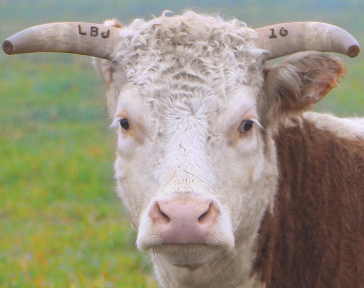 Home on the range at the LBJ National Historic Park | TexAdventures ...