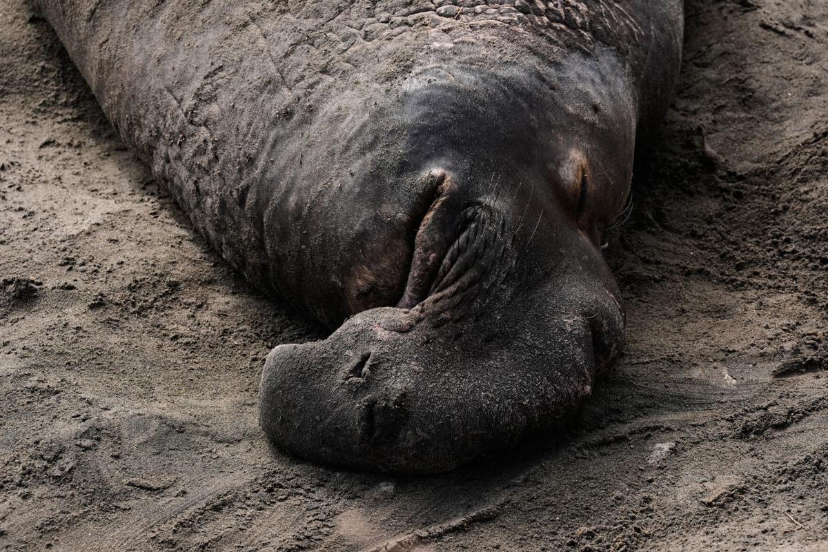 US Elephant Seals | News | kdhnews.com