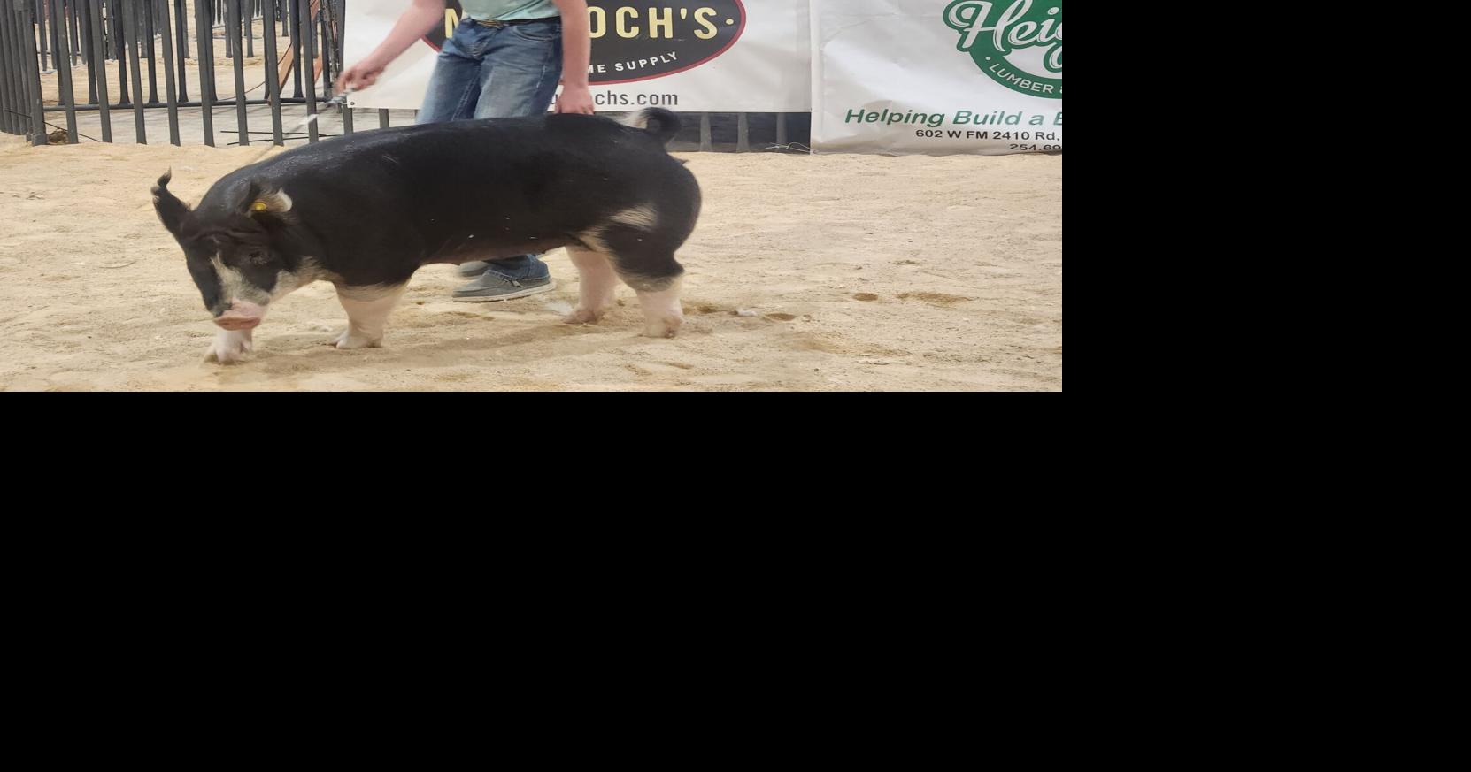 Killeen Junior Livestock Show begins Feb. 28 | Local News | kdhnews.com