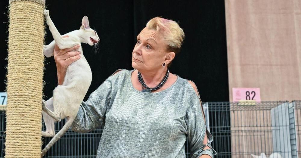 Furry friends: Regional cat show features breeds, contests at Mayborn ...