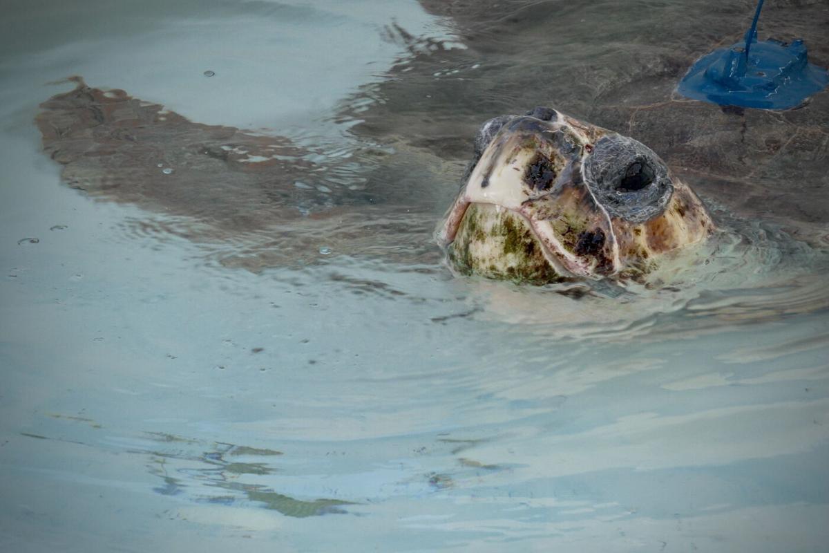 Sea Turtle Release | News | kdhnews.com
