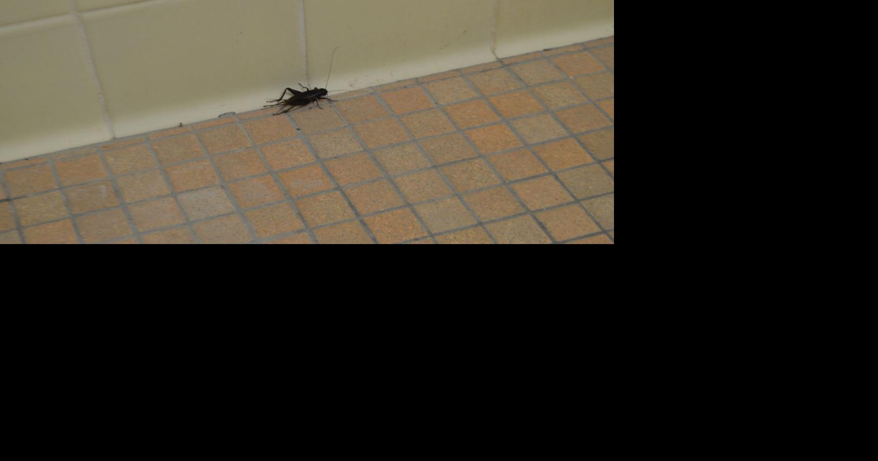 Crickets make their way to Central Texas | Local News | kdhnews.com