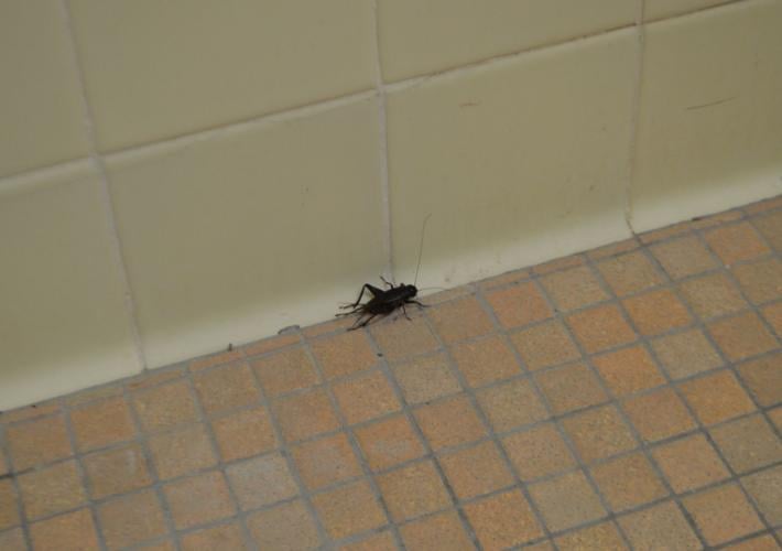 field crickets texas