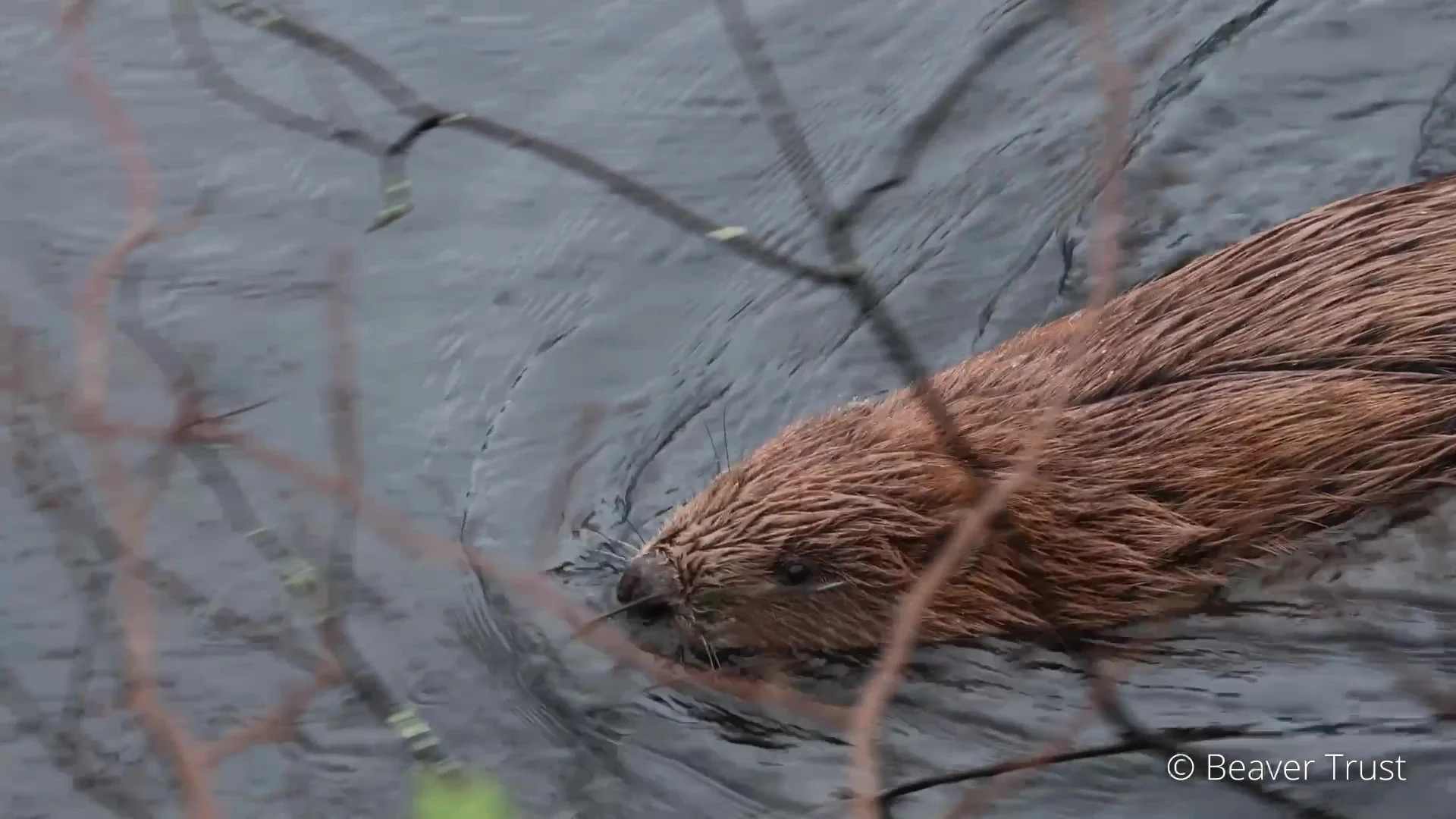 Wild beavers return to the UK for first time in 400 years | News ...