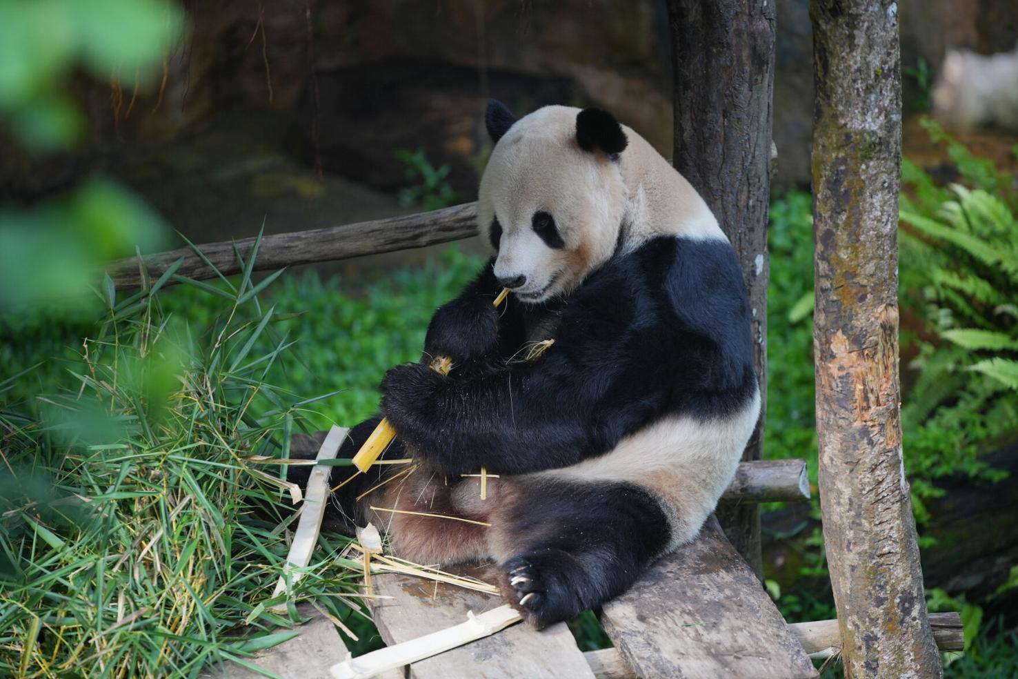 Indonesia Giant Panda | News | kdhnews.com