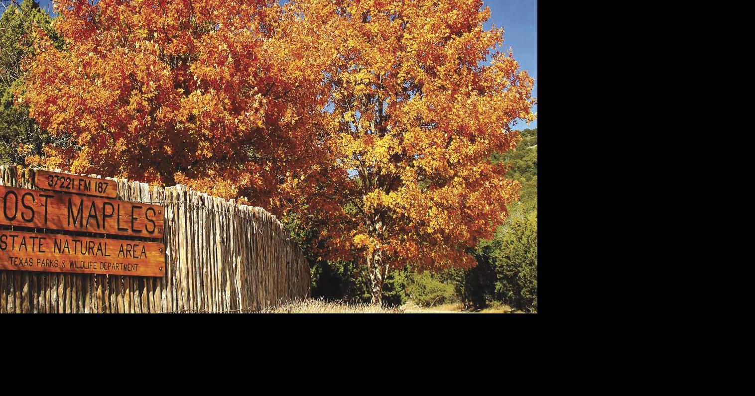 Visit Lost Maples State Natural Area and see the giant bigtooth maple ...