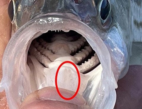 BOB MAINDELLE: How to tell the difference between white bass and hybrid ...