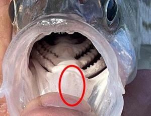 BOB MAINDELLE: How to tell the difference between white bass and hybrid ...