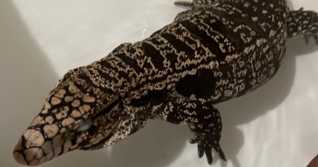 Large lizard goes missing in Killeen | Local News | kdhnews.com