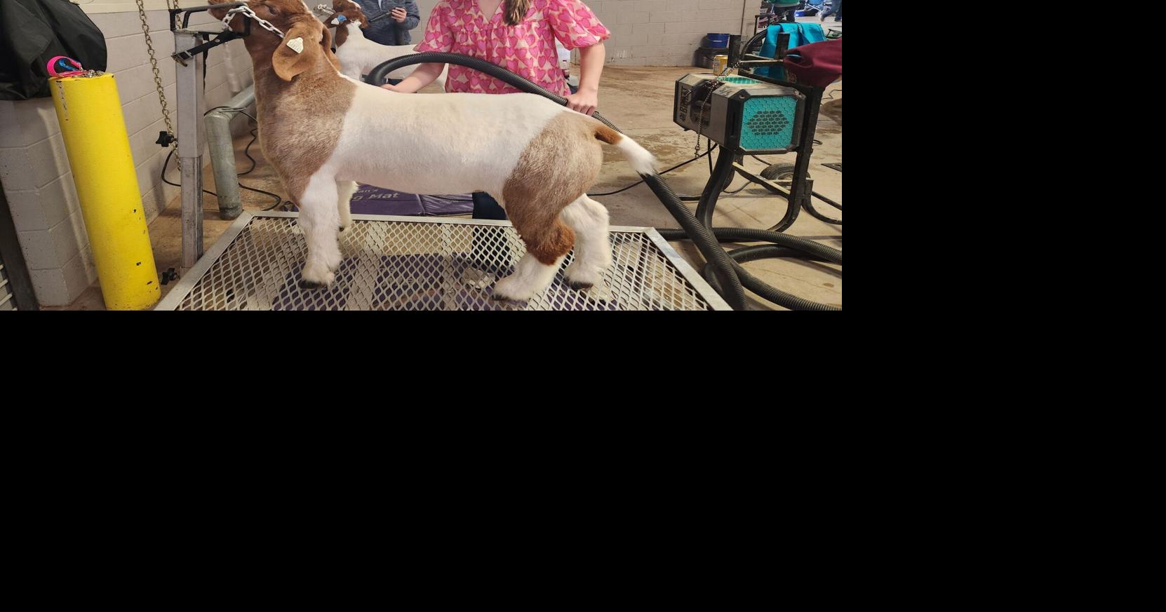 Goats take center stage as 'athletes' at youth fair, livestock show ...