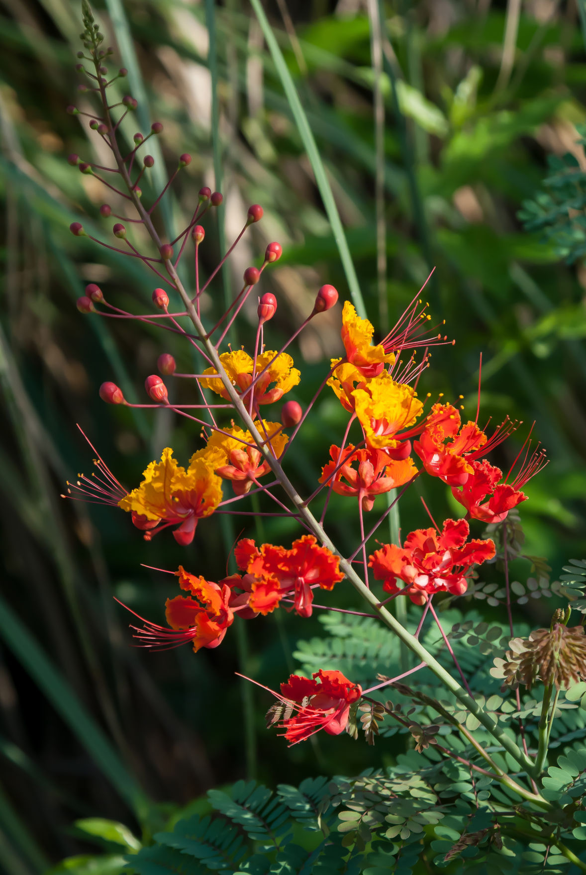 Pride of Barbados | At Home | kdhnews.com