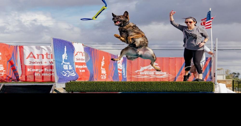 Teamwork and communication: Agility show helps strengthen bond between ...
