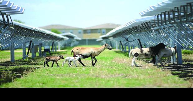 Texas solar farm employs lamb landscapers | News | kdhnews.com