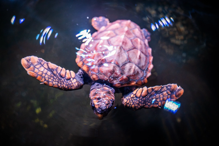 Rescued turtle flown to sanctuary after storm | News | kdhnews.com