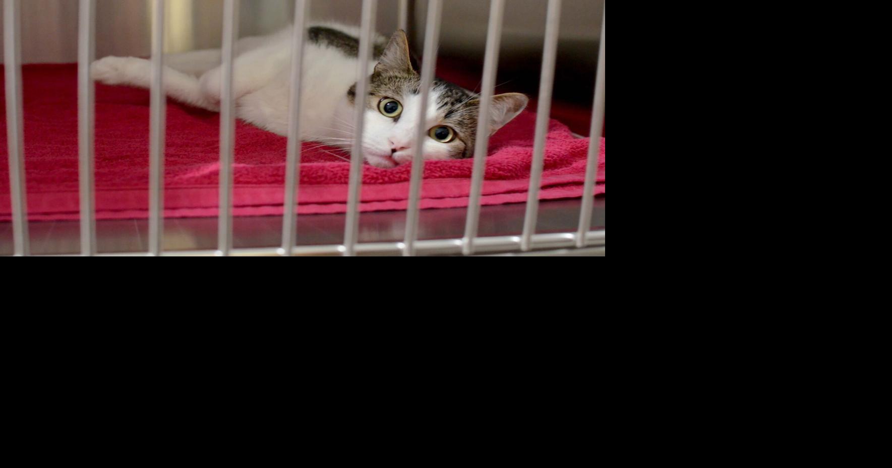 Killeen council to come to final decision on Animal Services fees ...
