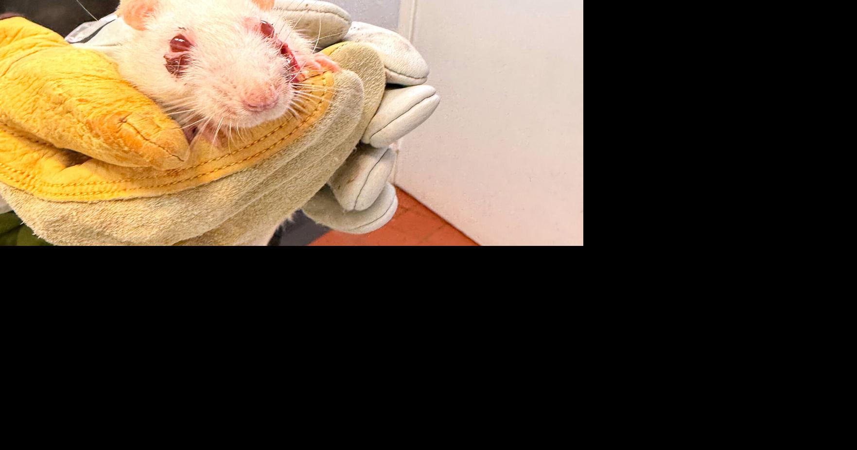 Hundreds of pet rats need new homes after they were found in condemned ...