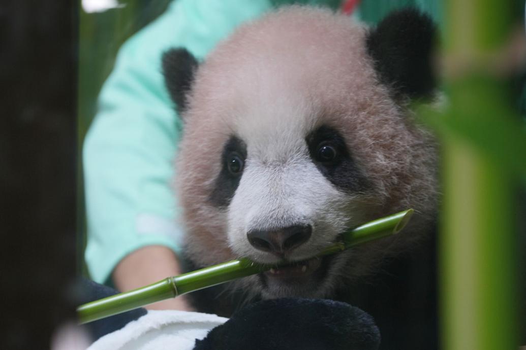 Indonesia Giant Panda | News | kdhnews.com