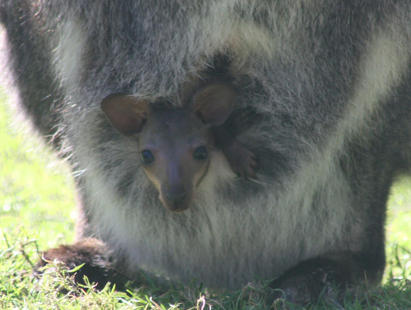 Wallaby joey pops head out of pouch for first time this spring | News ...