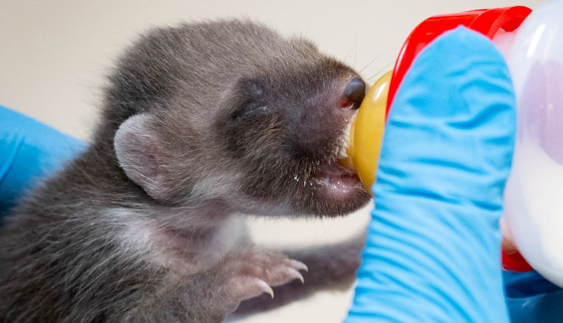 Rare newborn pine marten rescued from trash can | News | kdhnews.com