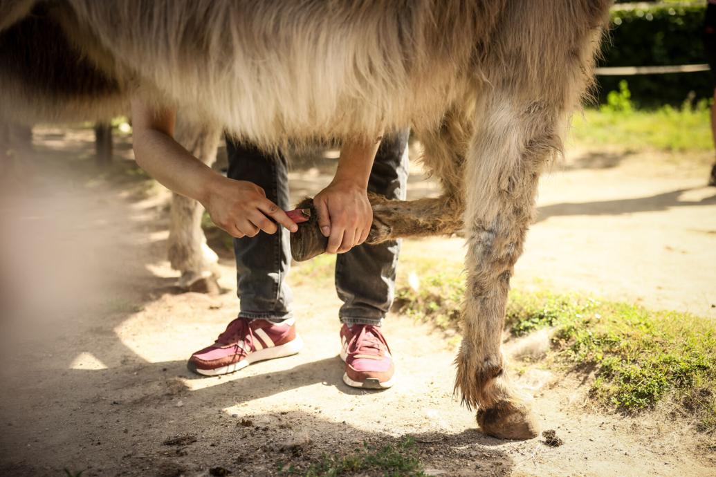 France Donkey Therapy | Living | kdhnews.com