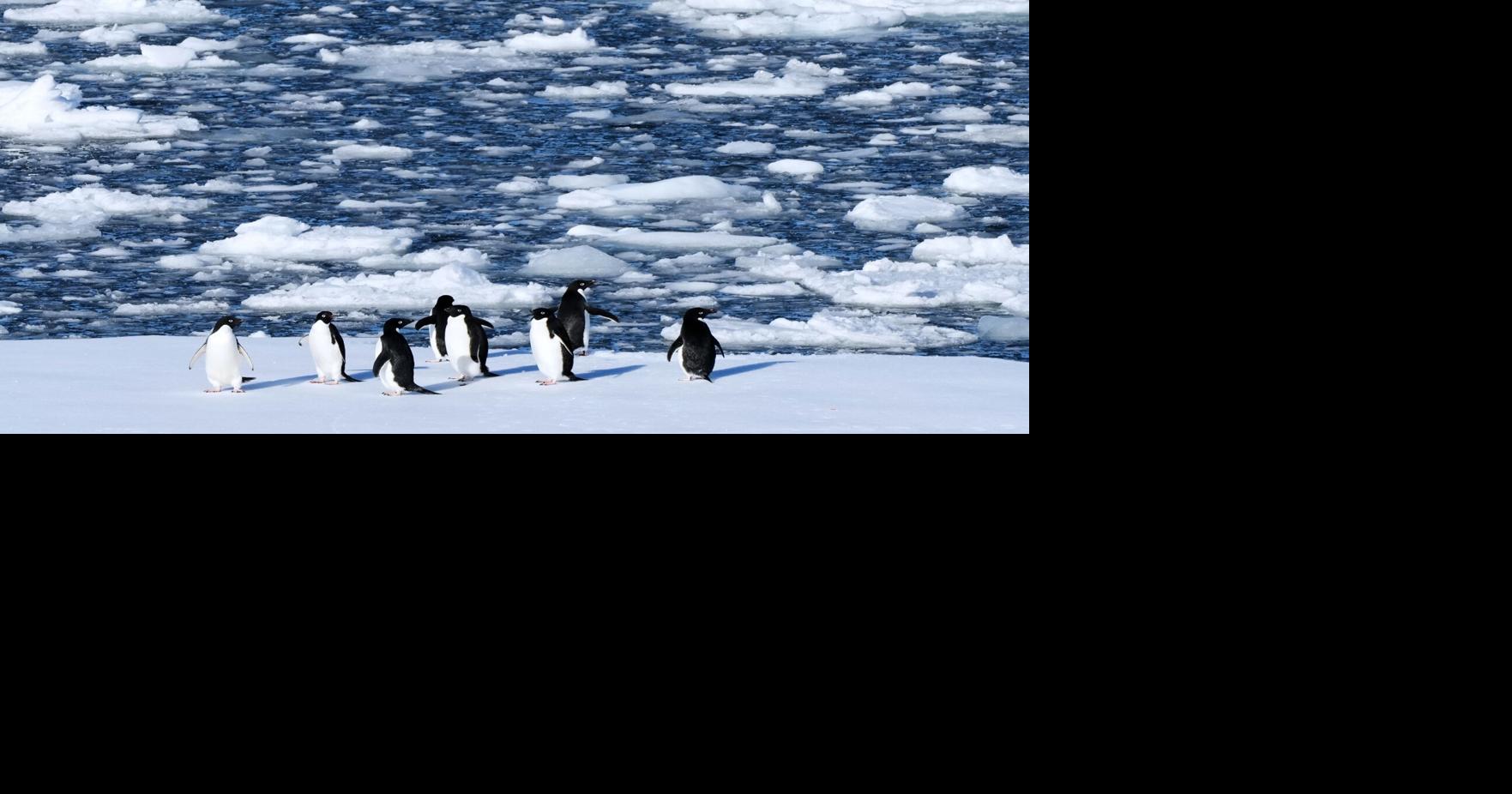 Researchers find Antarctic penguin breeding is heating up sooner, and ...