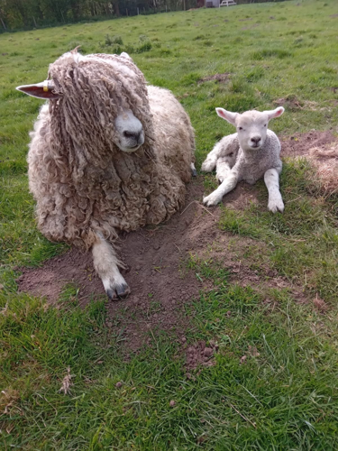 8-foot sheep big enough to make 50 fleece jumpers | News | kdhnews.com