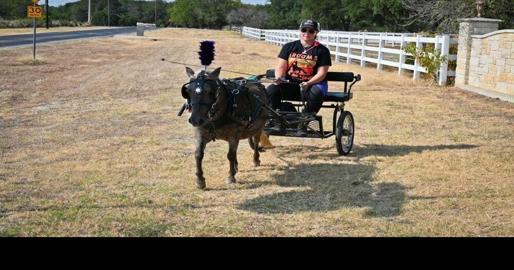 Forever farm: Rescued horses, donkeys get new lives, skills at Lake ...
