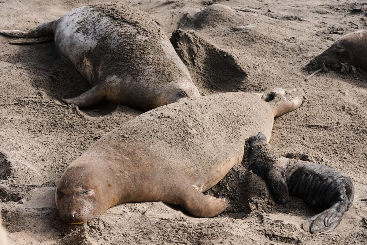 US Elephant Seals | News | kdhnews.com