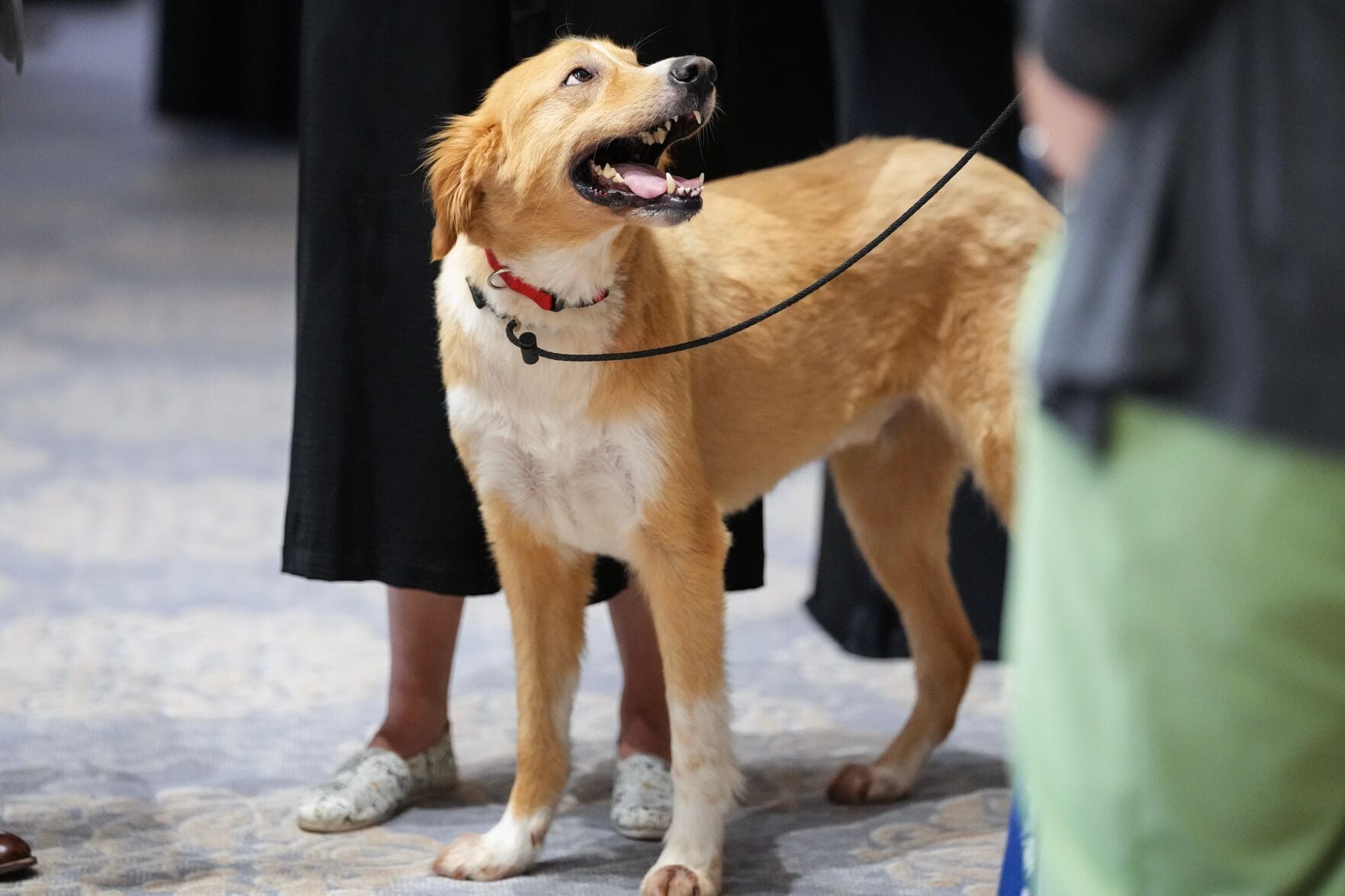 North American Pet Health Insurance Association (NAPHIA) Engage ...
