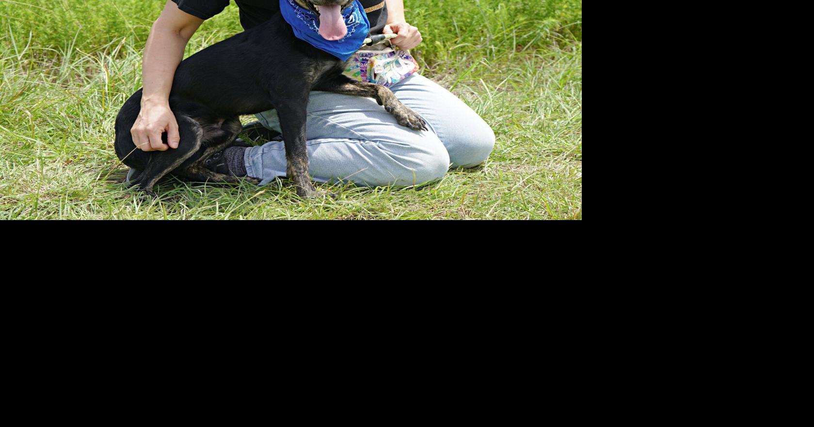 So far, 621 animals euthanized at Bell County Animal Shelter this year ...